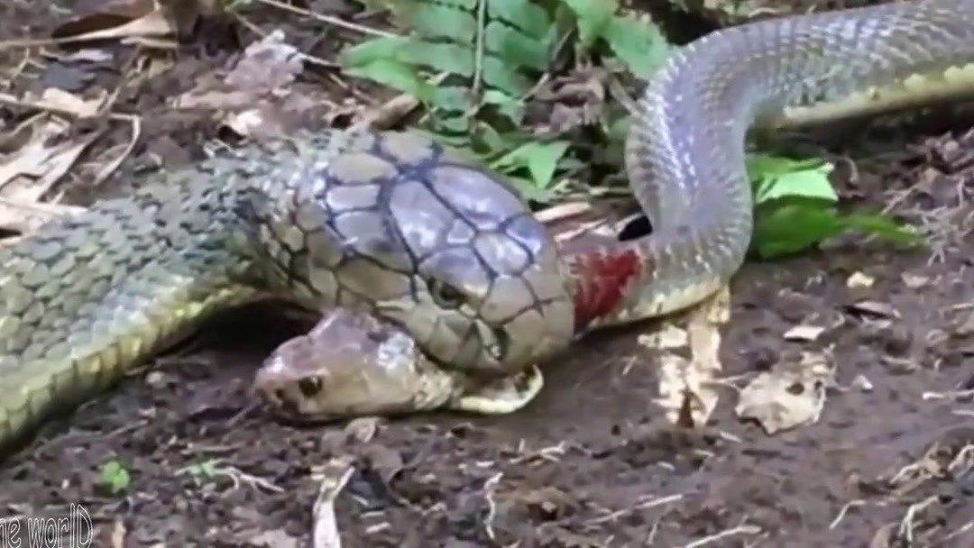 动物世界:开挖后在运河内发现巨型蟒蛇