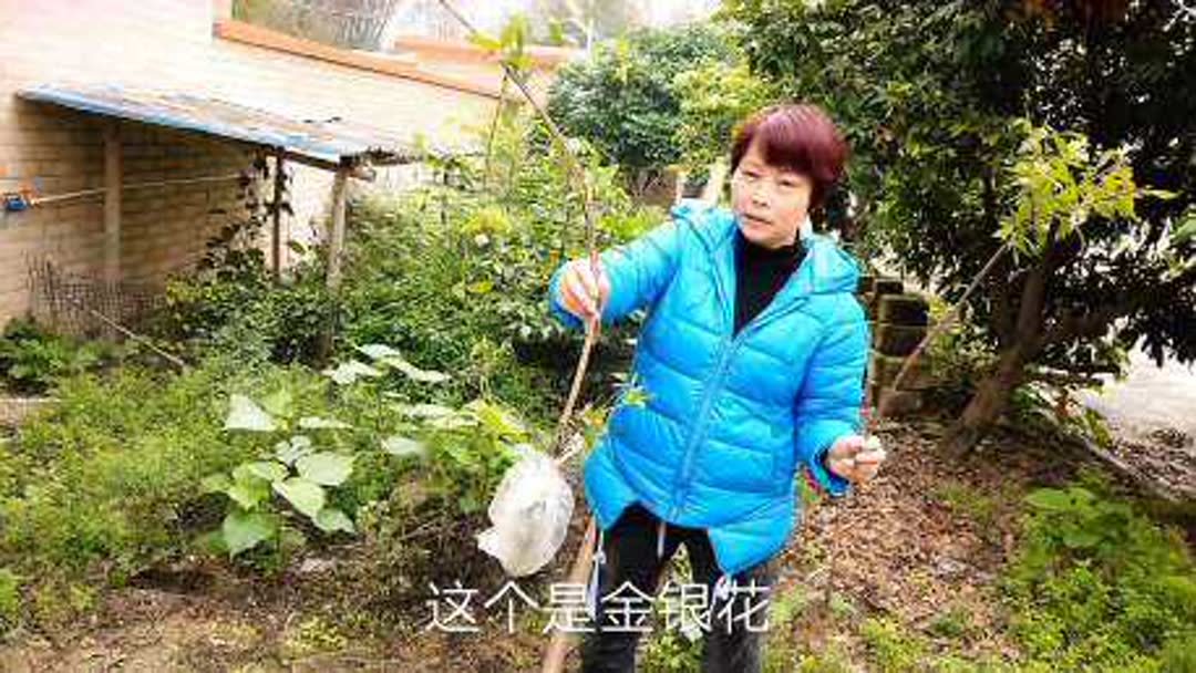 农村大姐种樱花树有技巧,树底下埋有机肥,难怪成活率特别高!