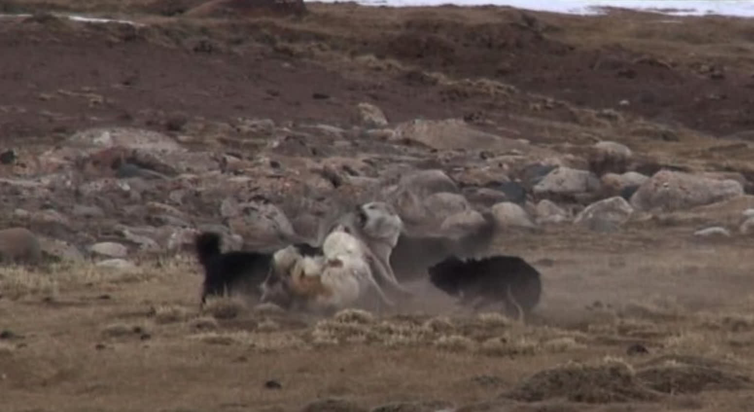 六只猎狗竟打不过一只狼!还有一只狗直接被咬死了