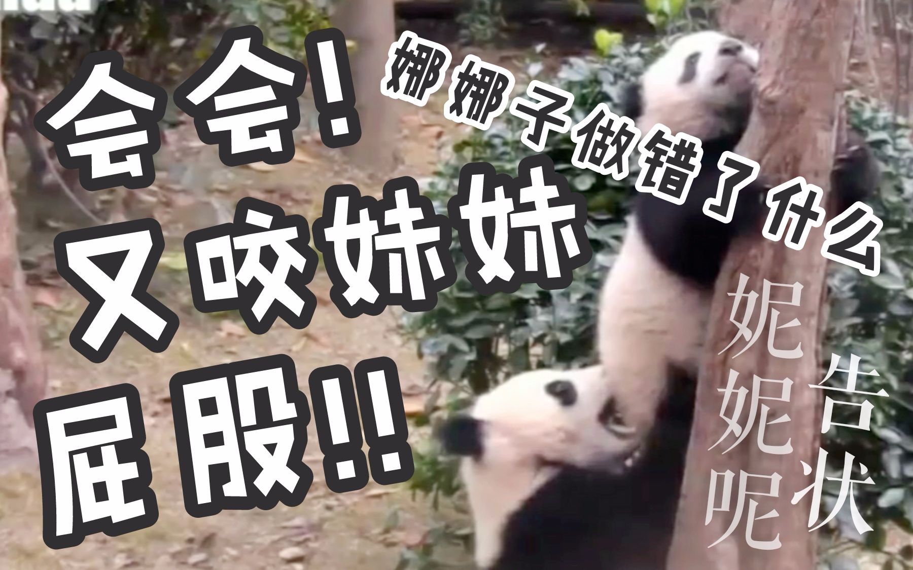 娜娜子逆袭是不可能的 | 被会会咬脸咬尾巴咬屁股教做熊(大熊猫晶亮 ...
