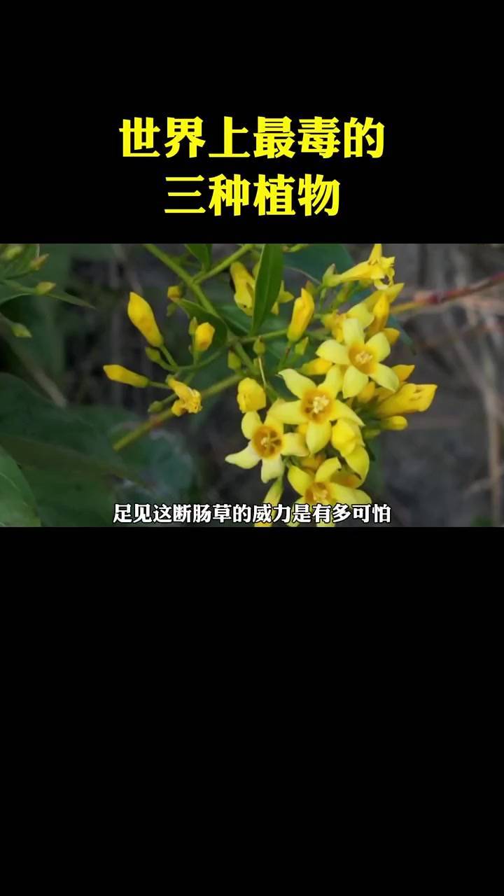 世界上最毒的三种植物