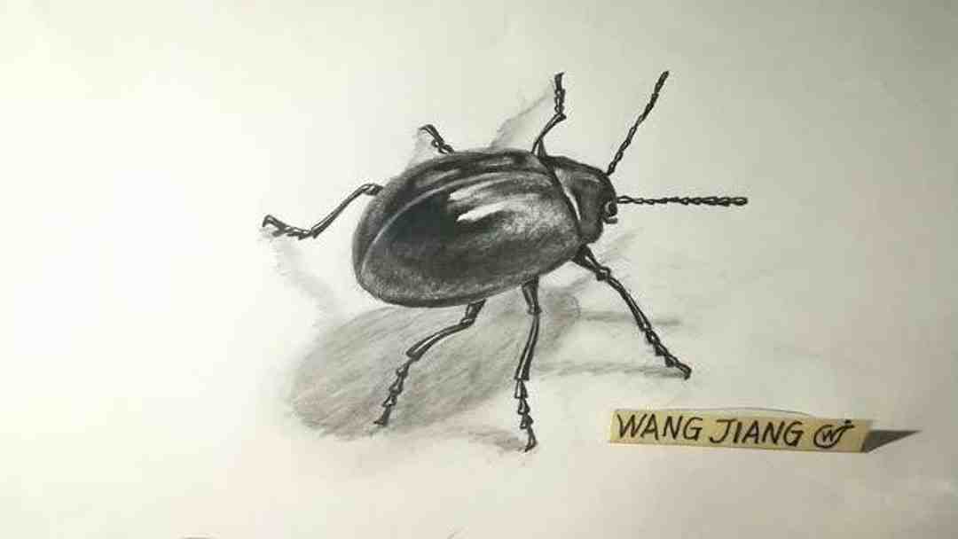 素描3D立体画视频教程之甲壳虫