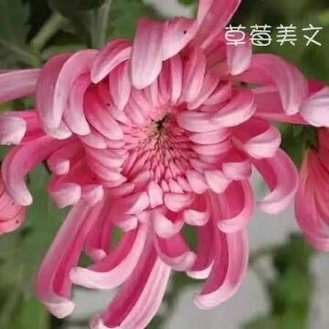 心随逸动666 