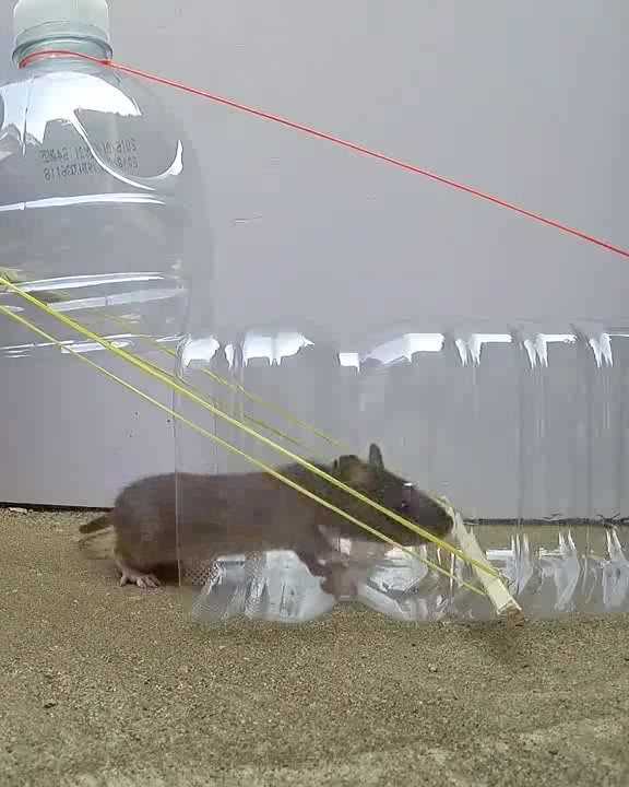 教你如何用饮料瓶制作捕鼠器,简单实用,制作全过程,捕鼠全过程