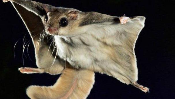 真的有猫会飞?鼯鼠:我才不是猫,我是中国特有种类