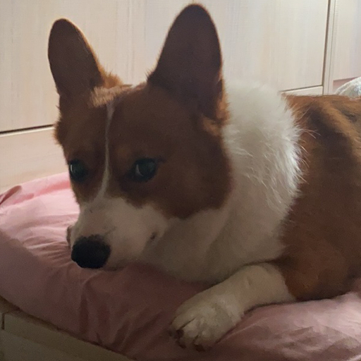 鲨鱼啊是鲨鱼 