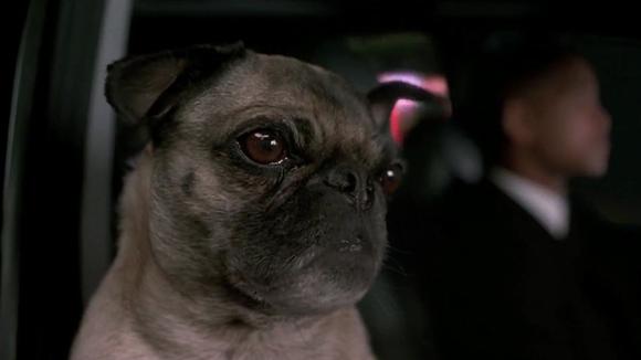 小伙招一个巴哥狗做特工是什么样的体验能说会唠!简直可爱到爆炸