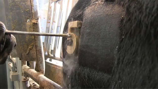 液氮还有这样的用处,奶牛感觉尾巴处一凉,原来是主人在搞事