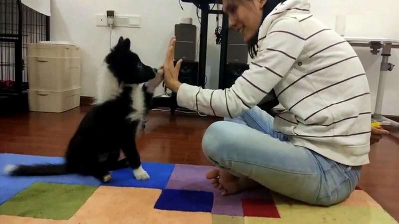 想知道哪些宠物狗适合家养,让我们一起来了解下吧