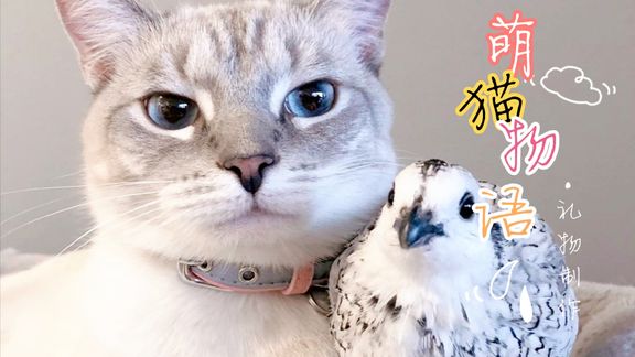 可爱的猫咪真的是太暖化人了,萌萌的太可爱了。