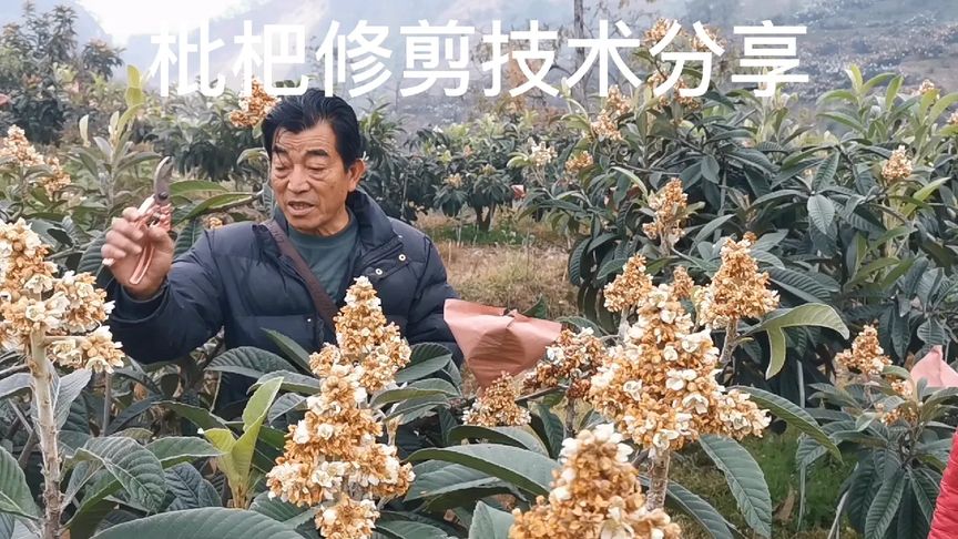 枇杷种植技术指导