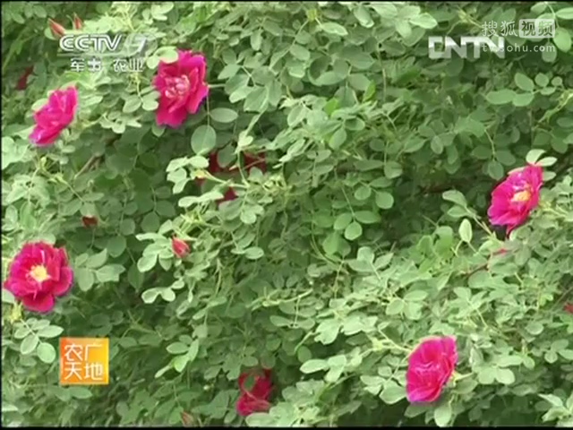 枸杞玫瑰花茶