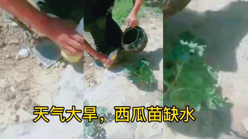 天不下雨,大叔发明黄土简易滴灌,西瓜一个劲长,太牛了