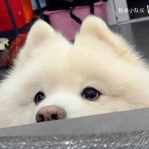 是Daimon不是呆萌 