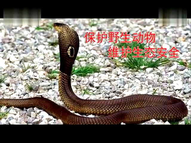 林业局保护野生动物宣传片