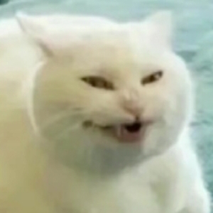 是中也的帽子呀 