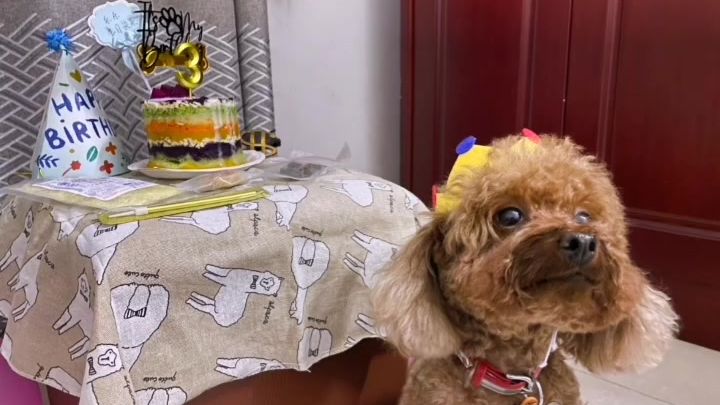 #宠物蛋糕 #泰迪 乐乐3岁啦～继续旺旺旺!