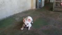 斗牛犬能长到多大 买法国斗牛幼犬 法国斗牛犬价位