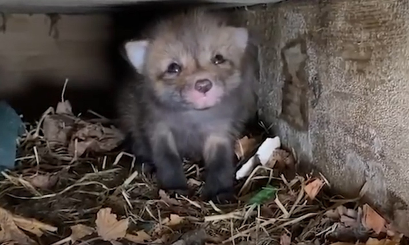 小狐狸被困,偶遇好心男子营救,狐狸妈妈的动作亮了!