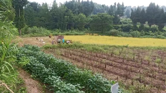 打稻谷了,金灿灿一片