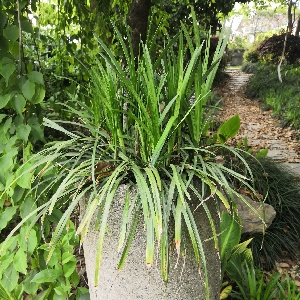 路边荒草 