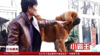 北京东方瑰宝藏獒养殖基地—百纳藏獒制作出品