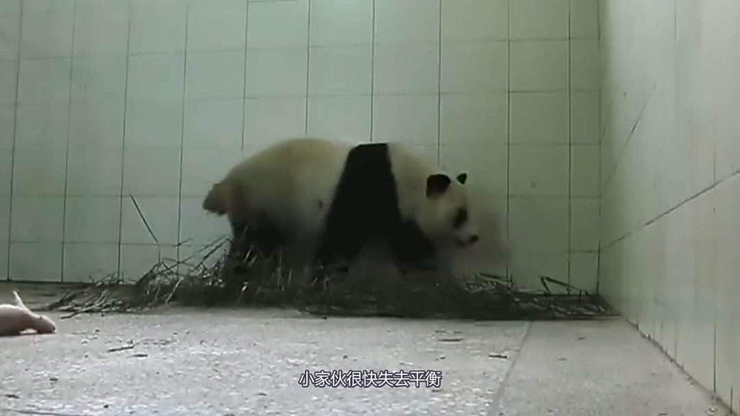 熊猫宝宝有多可爱刚出生的小家伙让人哭笑不得,镜头记录全过程