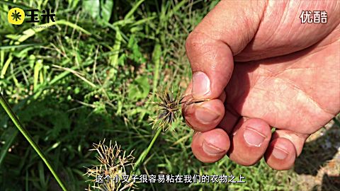 一点植物学[0段139集]鬼针草