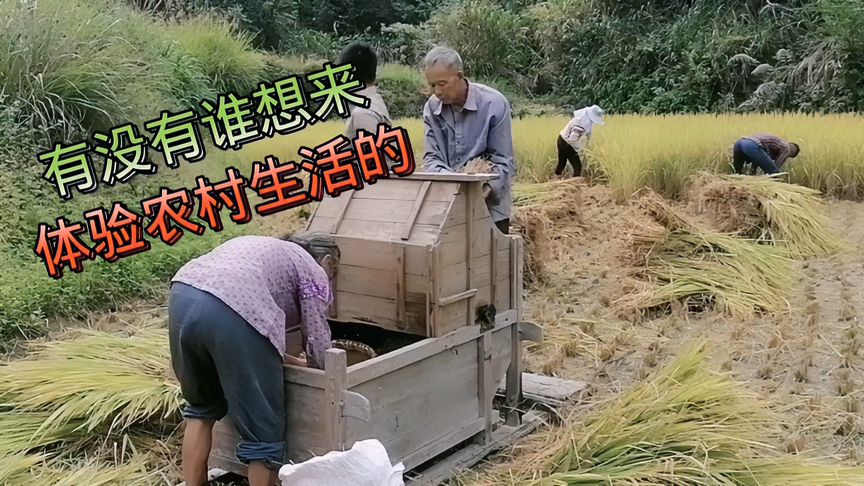 70.80年代手工收稻谷,现在很少见了,你们那里还有吗