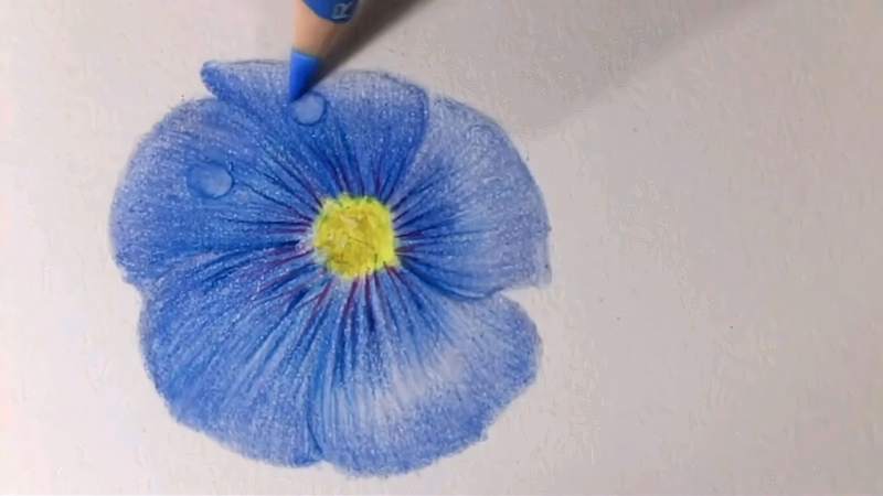 彩色铅笔画:教大家画一朵落满小水滴的花