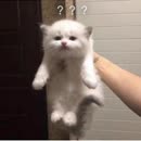 努力向上的小妞 