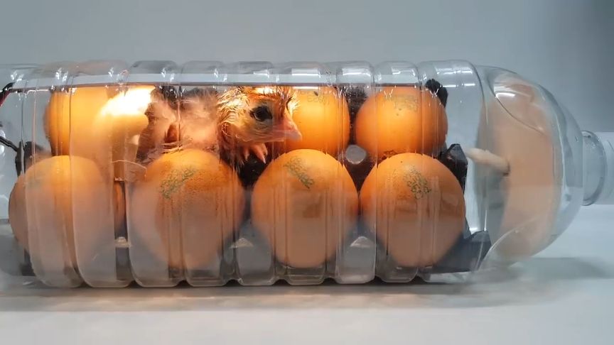 废旧矿泉水瓶自制小鸡生成器,在家也能鸡生蛋,蛋生鸡