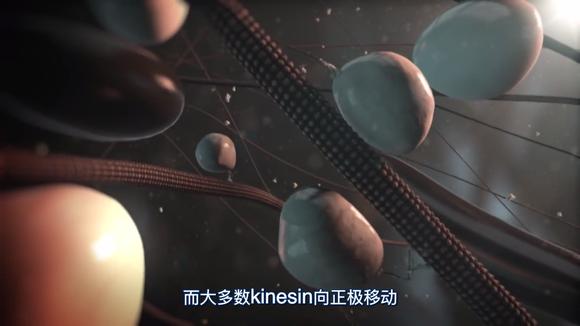 神经元交互-神经递质传递
