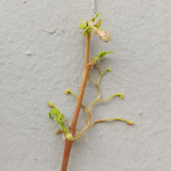 iEnglish英语学习训练系统 