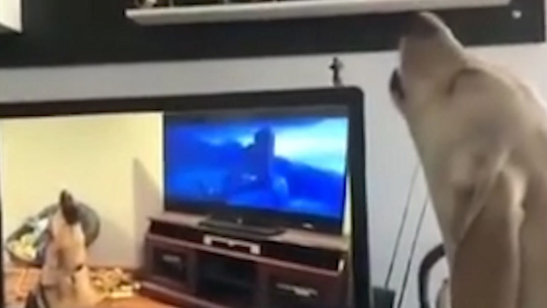 三组监控视频画面,告诉你狗狗是如何传递信息的!