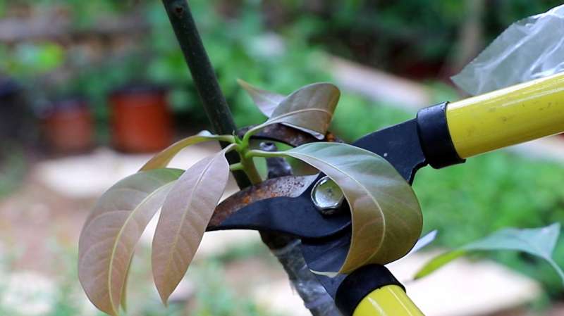 芒果树嫁接成活后,要这样剪掉,新芽才长得壮