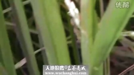 我们家的水稻成熟了,让大家看看,哈哈