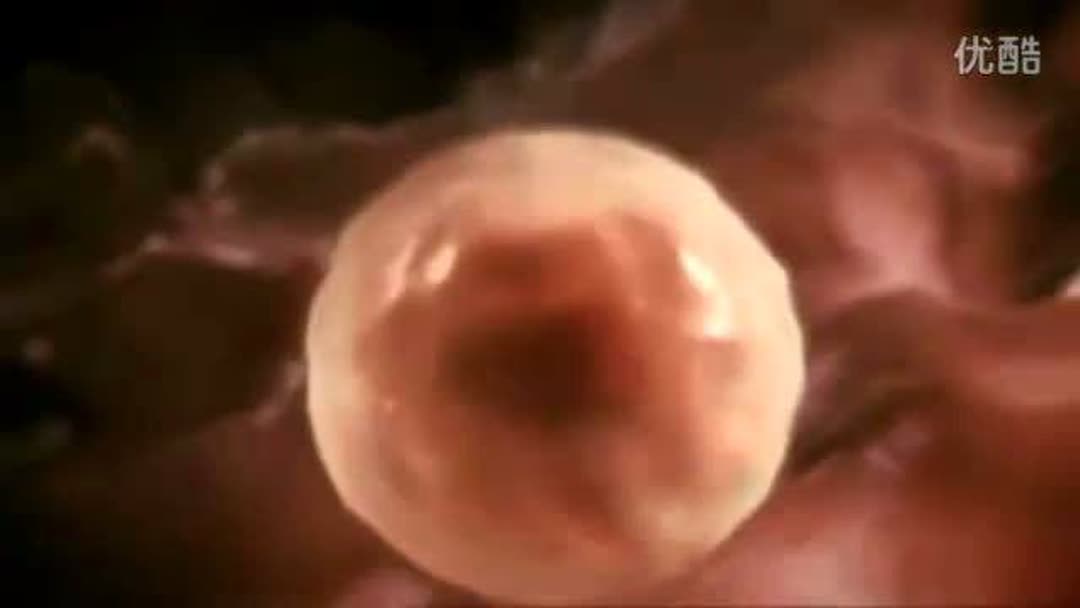 母婴3D演绎一个胎儿发育过程视频震撼3D