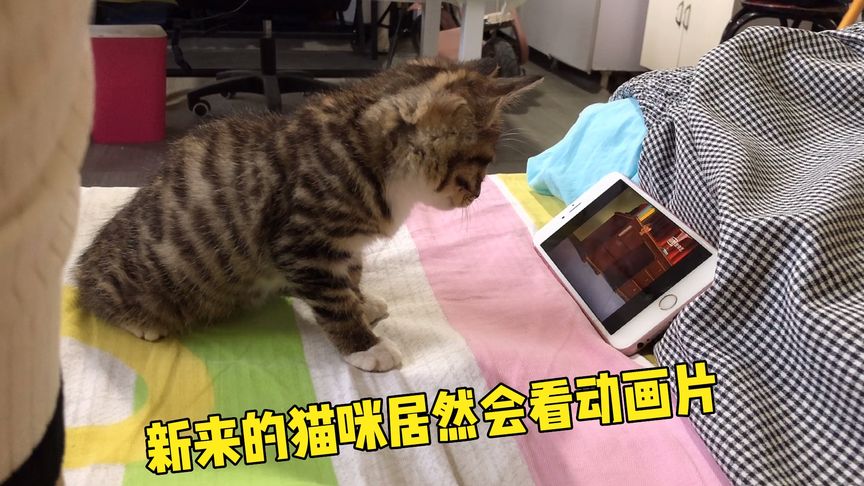 给猫咪看《猫和老鼠》动画片,它不仅会看,天真的还想抓老鼠,萌