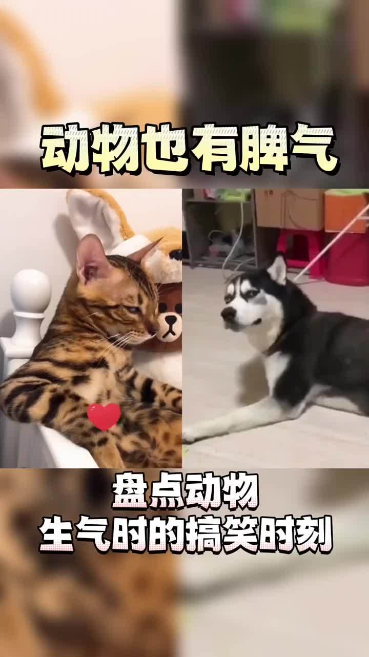 动物生气时的搞笑时刻,我生气了后果很严重
