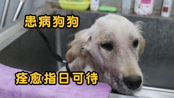被病痛折磨的狗狗,痊愈后和主人相处,画面真的是太暖了