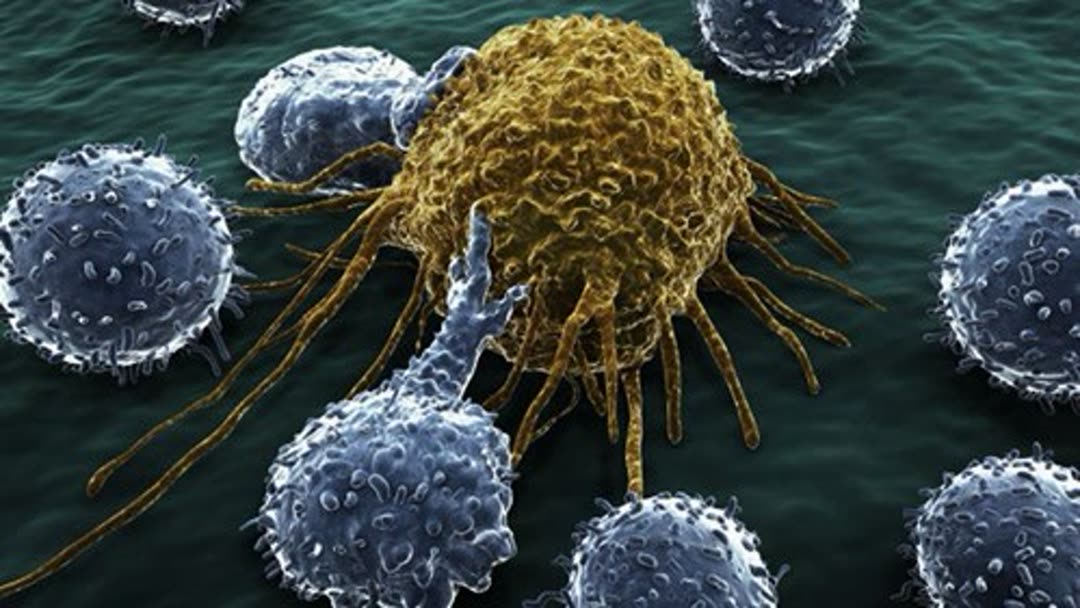 显微镜下白细胞追杀病毒和细菌