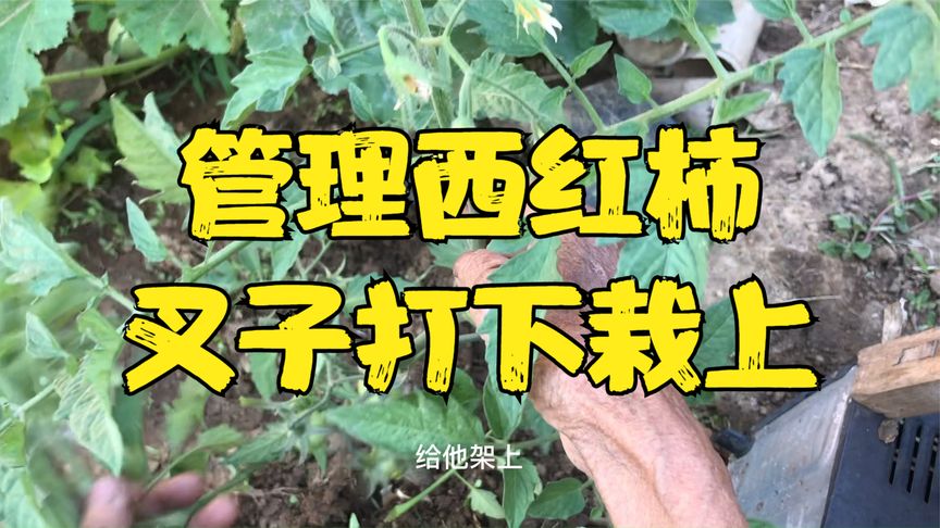 管理西红柿叉子打下栽上等西红柿开花打叉子这样墩苗层与层密高产