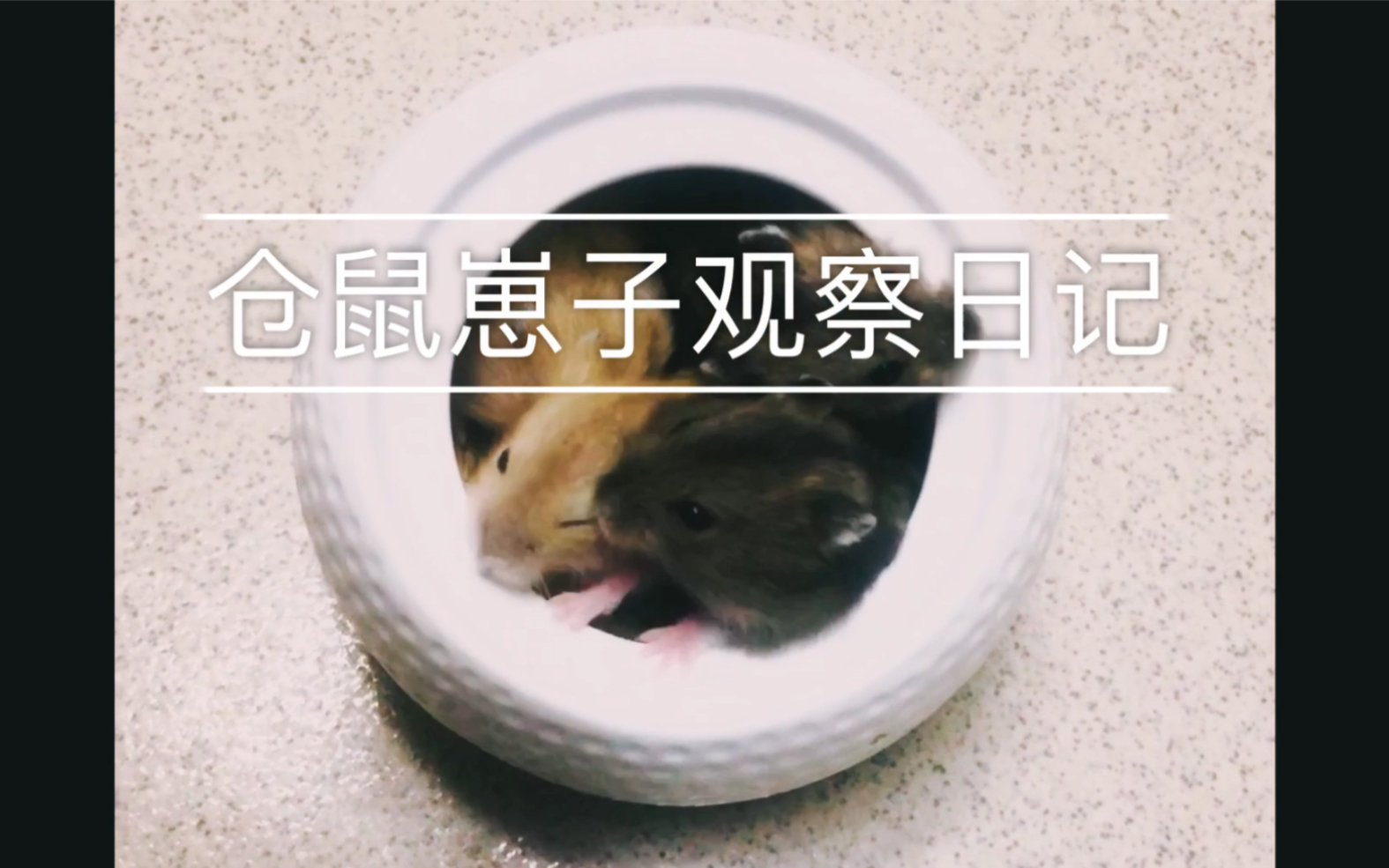 《毛巾日记》——仓鼠小崽子观察日记