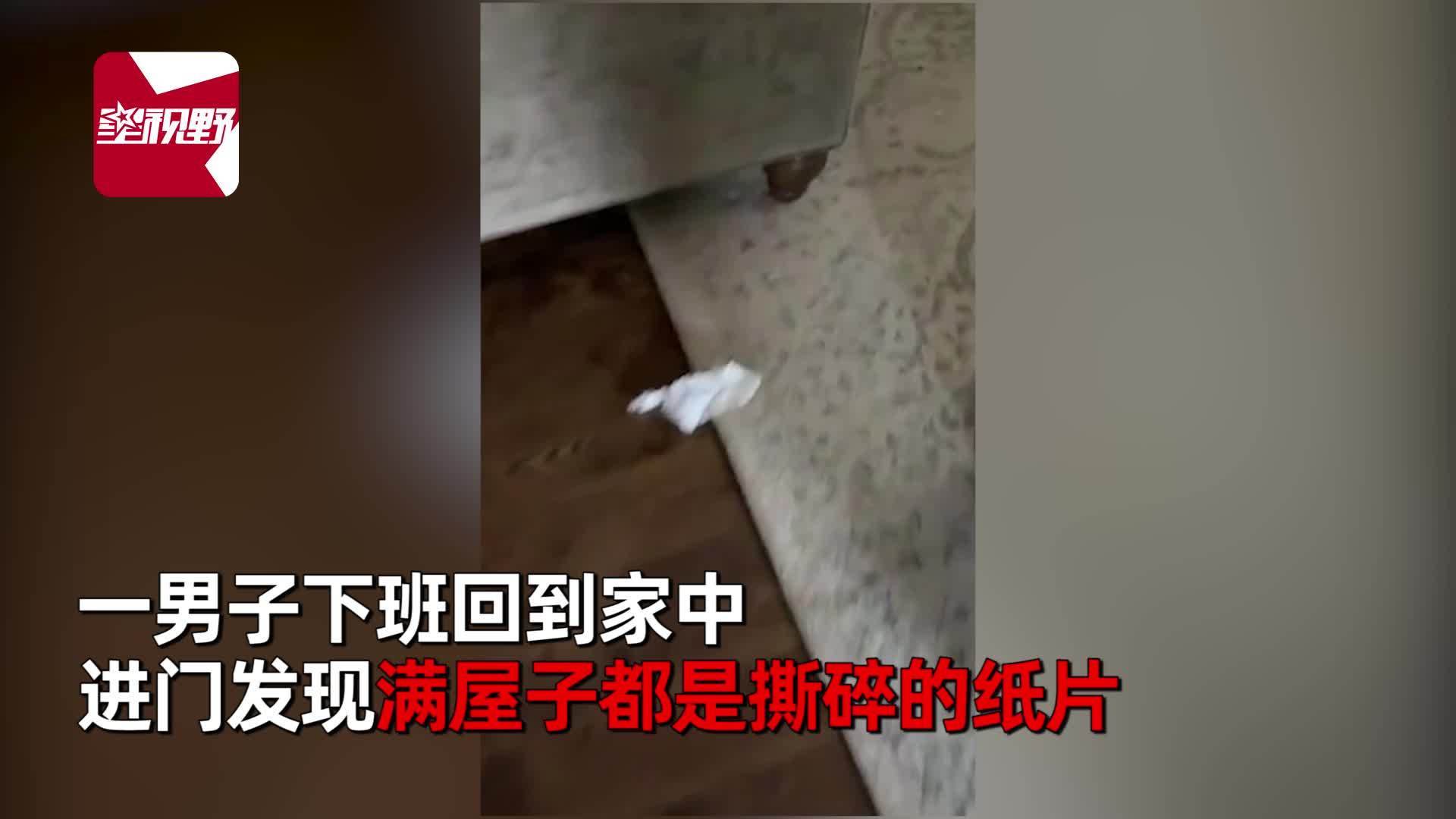 狗狗撕纸被主人抓现行,假装正经不愿承认,下一秒表情亮了