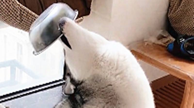 狗狗给大家表演杂技,高难度动作像只海豚姿势别致,太搞笑了