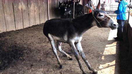 小叫驴蹄子好像尖头皮鞋,师傅老手艺精修驴蹄,修完走路姿势帅了