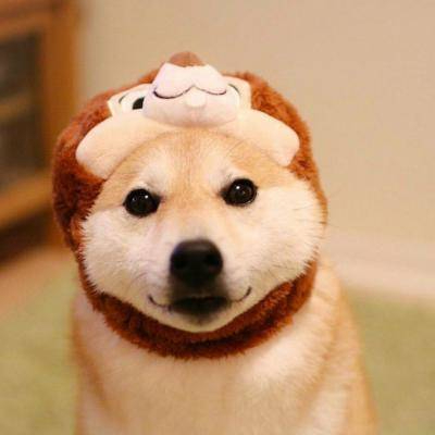 萌宠知识 