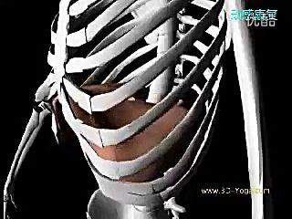 3D膈肌运动