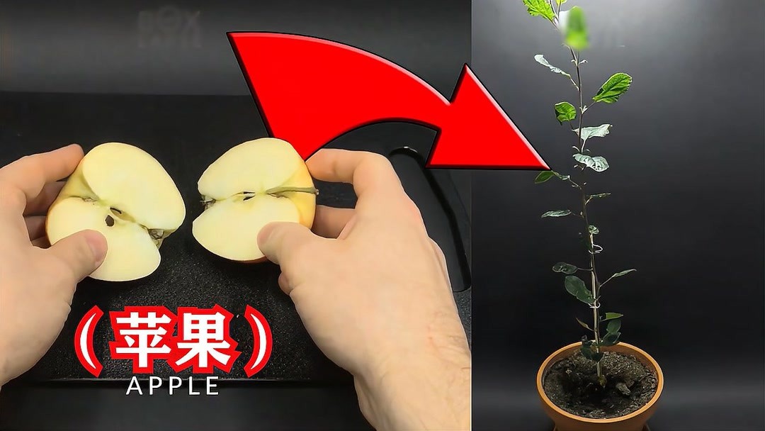 3分钟看完植物生长过程,苹果辣椒胡萝卜